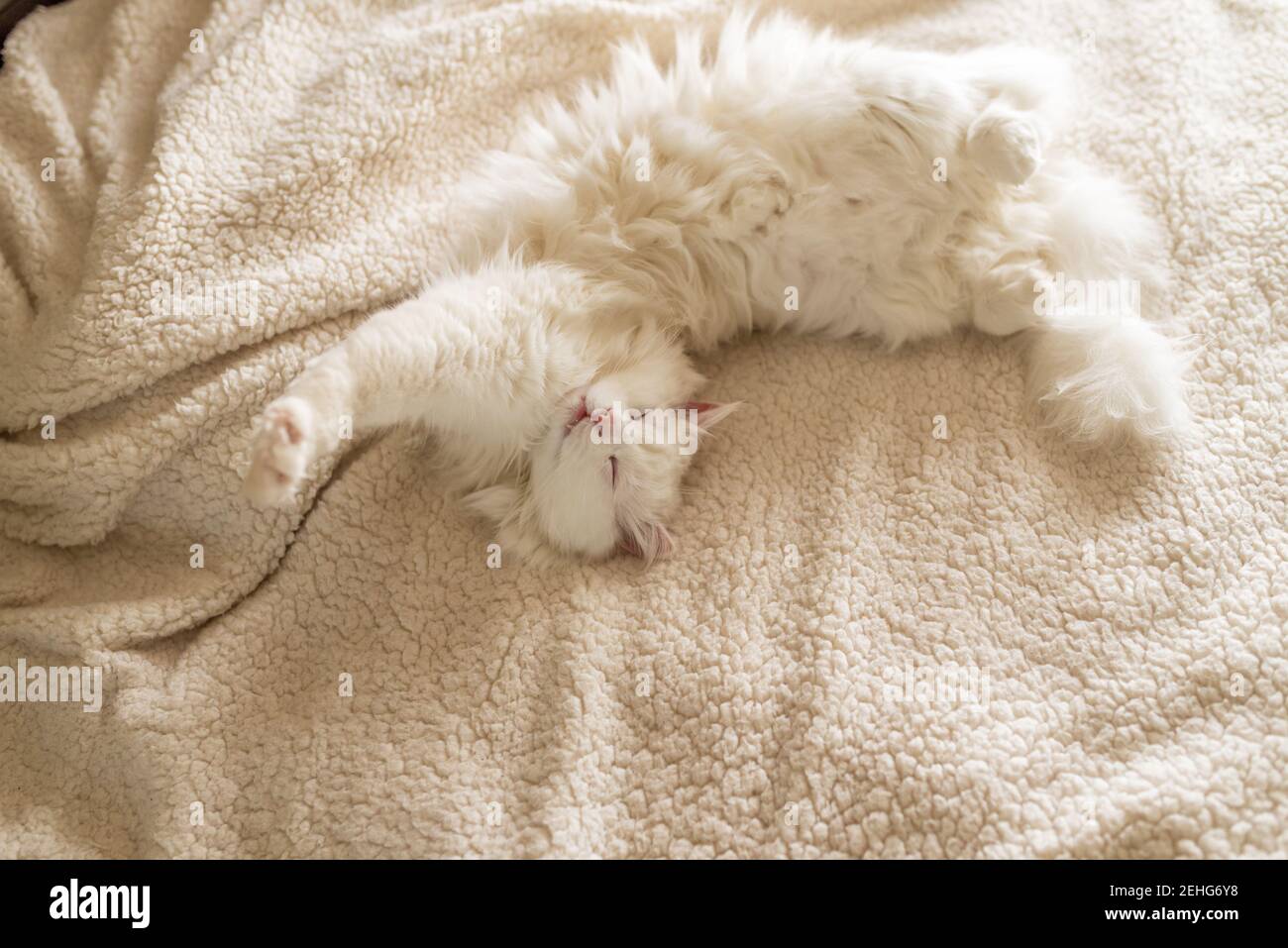 Pretty white cat sleep on a white bed Stock Photo - Alamy