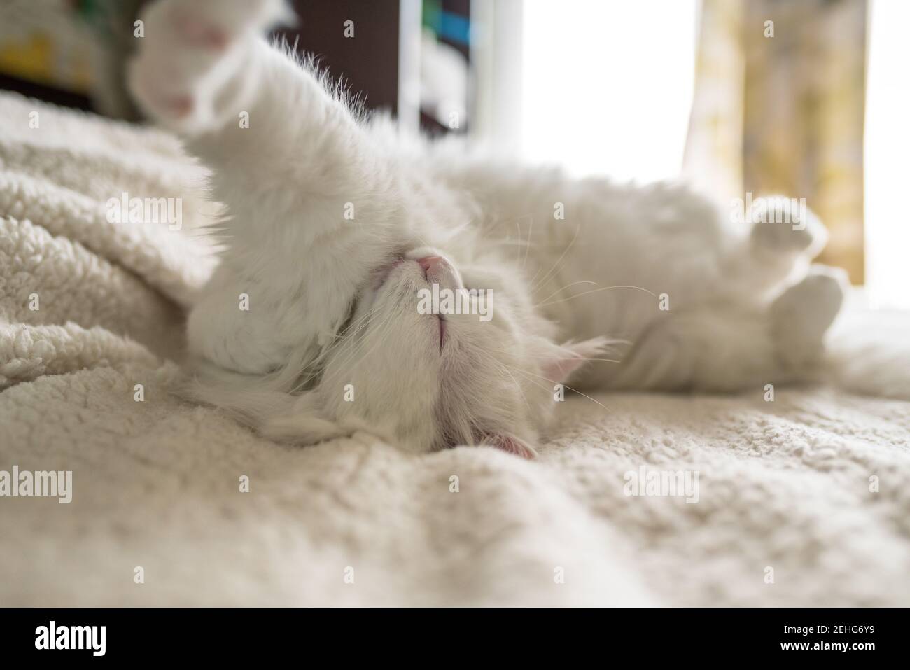 Pretty white cat sleep on a white bed Stock Photo - Alamy
