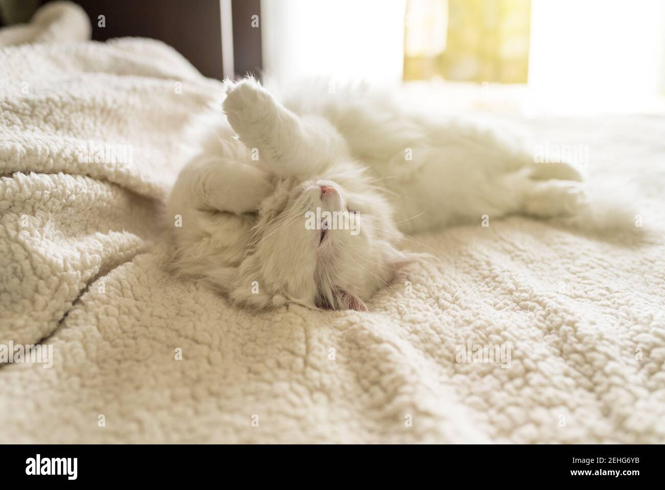 Pretty white cat sleep on a white bed Stock Photo - Alamy
