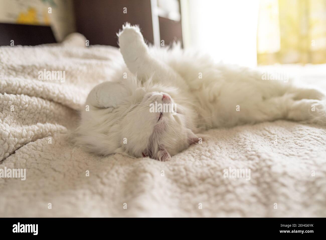 Pretty white cat sleep on a white bed Stock Photo - Alamy