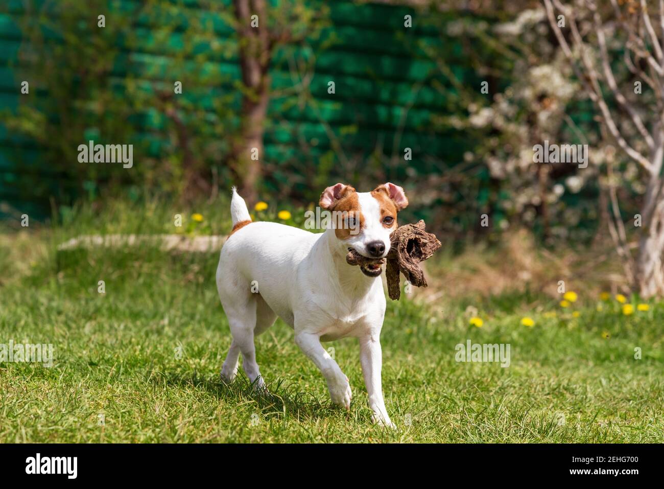 Jack russell bokeh hi-res stock photography and images - Alamy