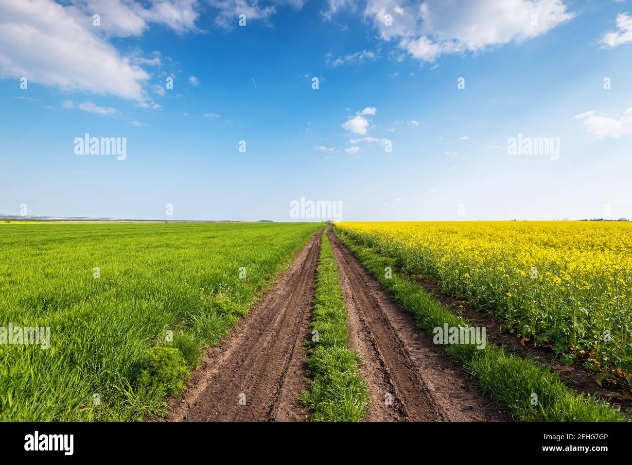 Amazing yellow field of rapeseeds and the blue sky with clouds Stock ...