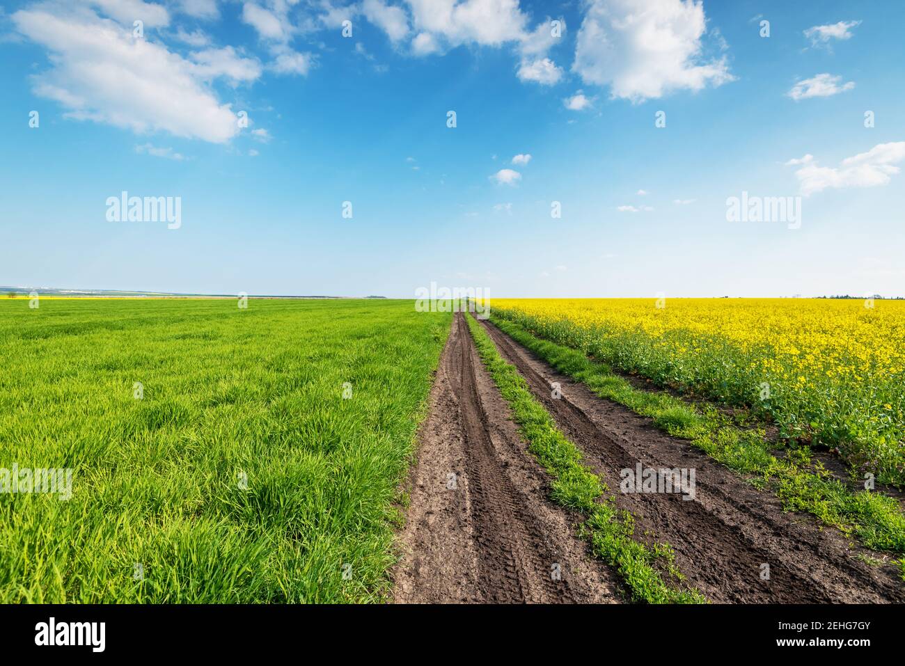 Amazing yellow field of rapeseeds and the blue sky with clouds Stock ...