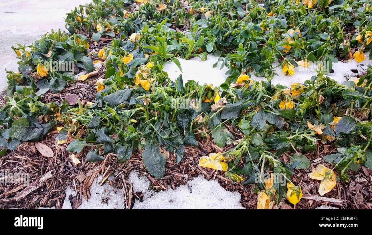 Dying pansy hi-res stock photography and images - Alamy