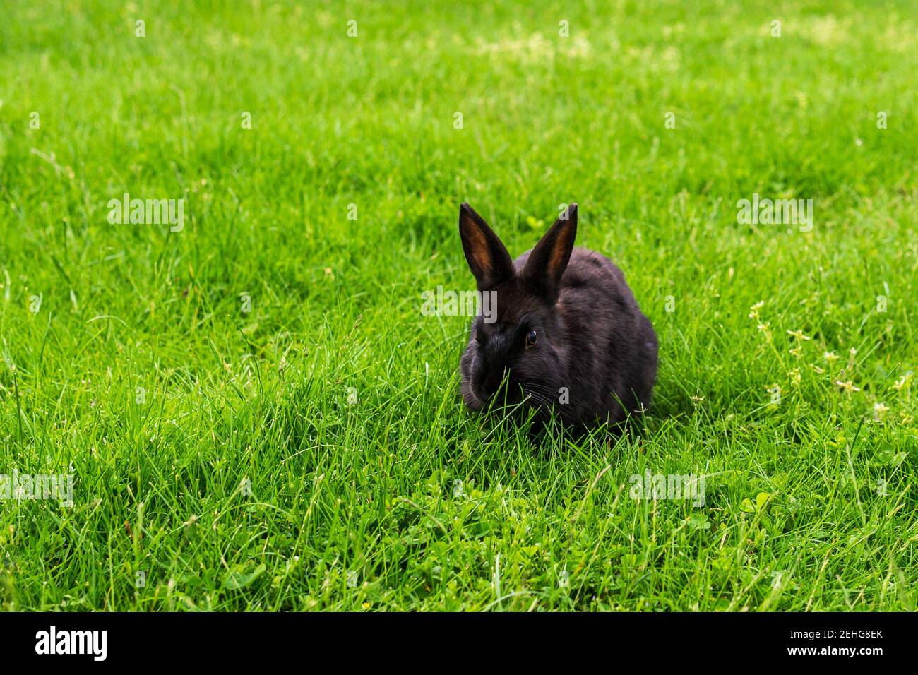Rabbit eater hi-res stock photography and images - Alamy