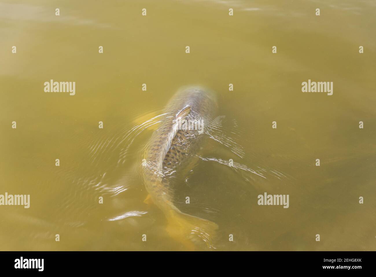Common European carp (Cyprinus carpio) spawning violent during ...