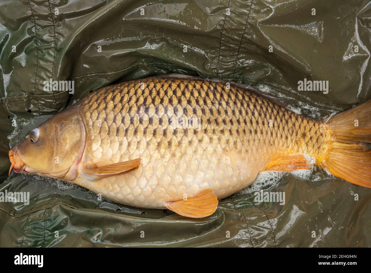 Live carp in a swing caught by sunrise Stock Photo - Alamy