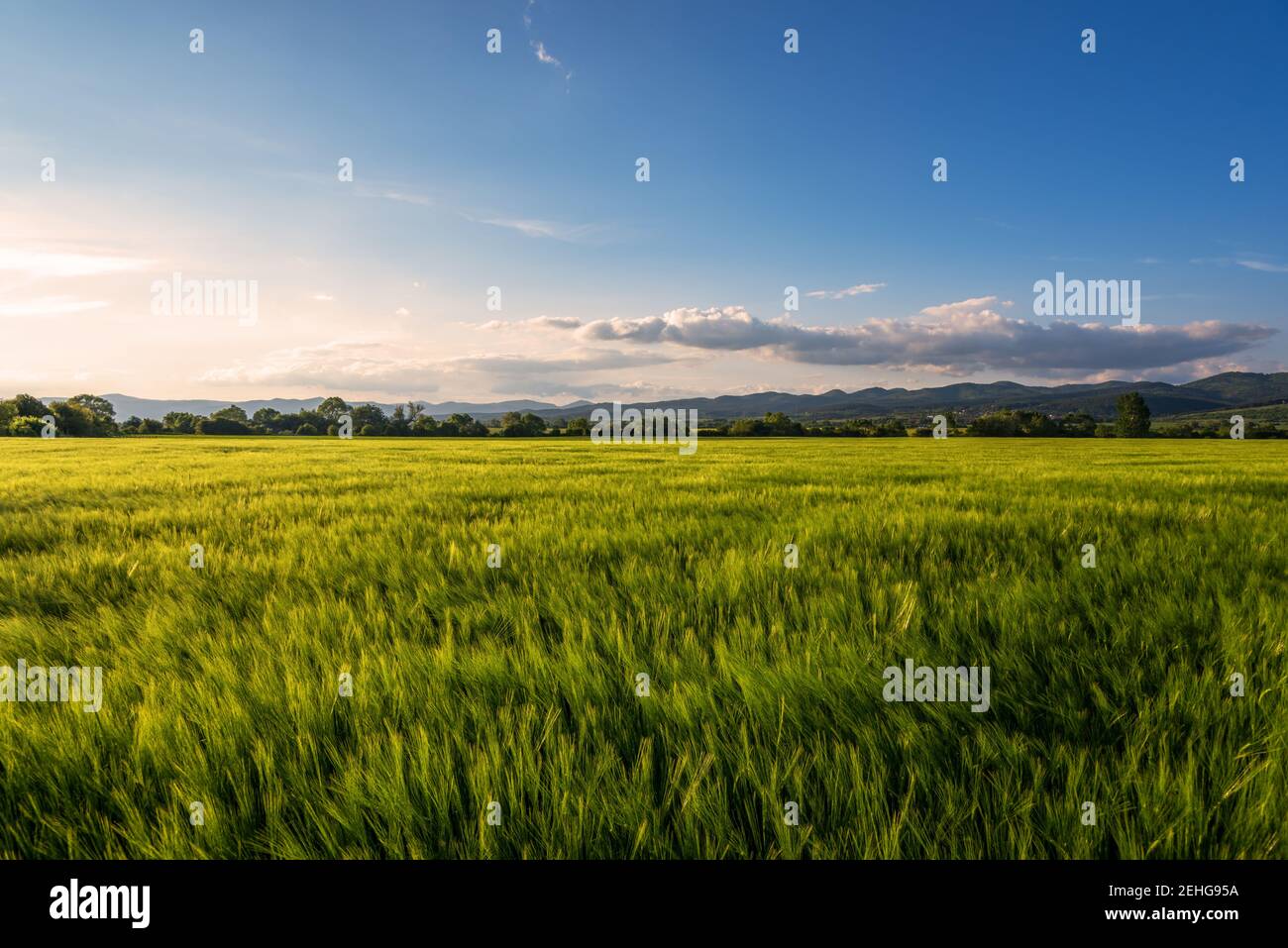 Wheat field at sunset. Beautiful sunset Nature background Stock Photo ...