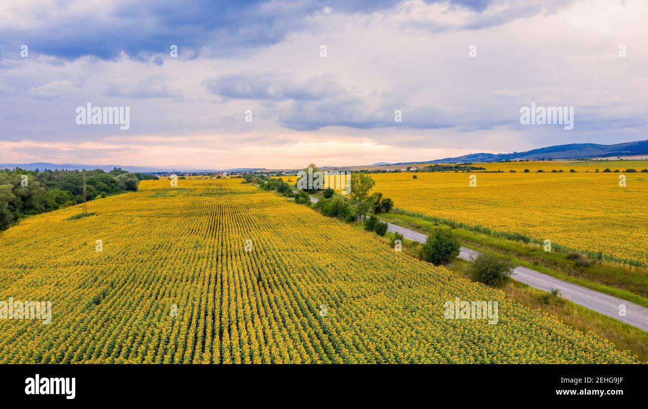 Aerial view of the field of sunflowers Stock Photo - Alamy