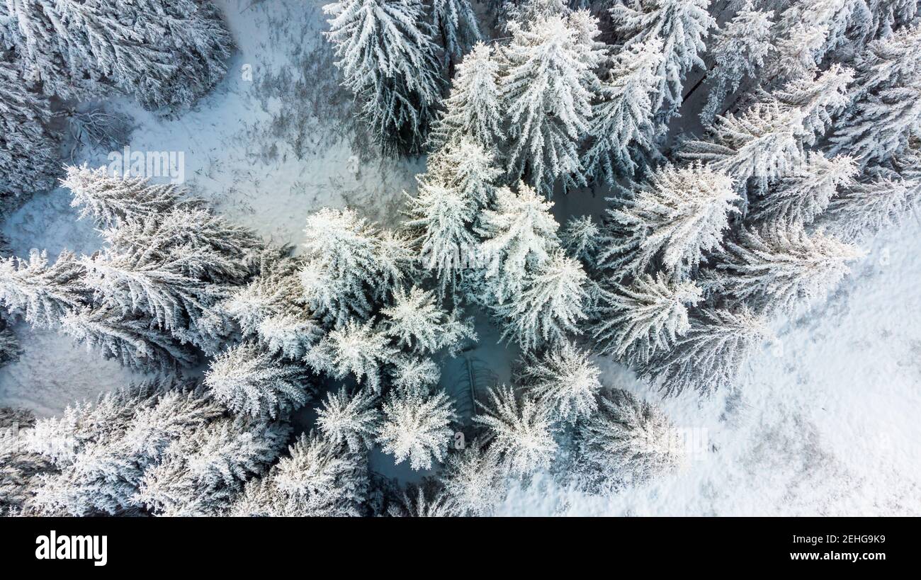 Aerial view of the forest at winter. The trees are covered with snow ...