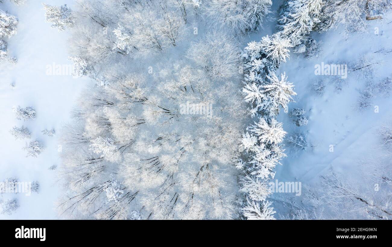 Aerial view of the forest at winter. The trees are covered with snow ...
