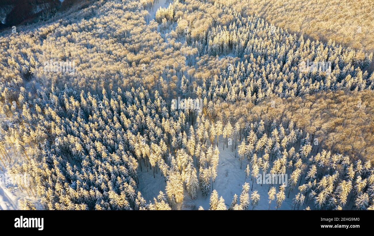 Aerial view of the forest at winter. The trees are covered with snow ...