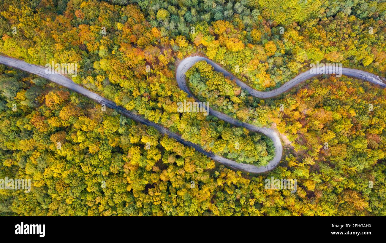 Aerial view thick golden forest hi-res stock photography and images - Alamy