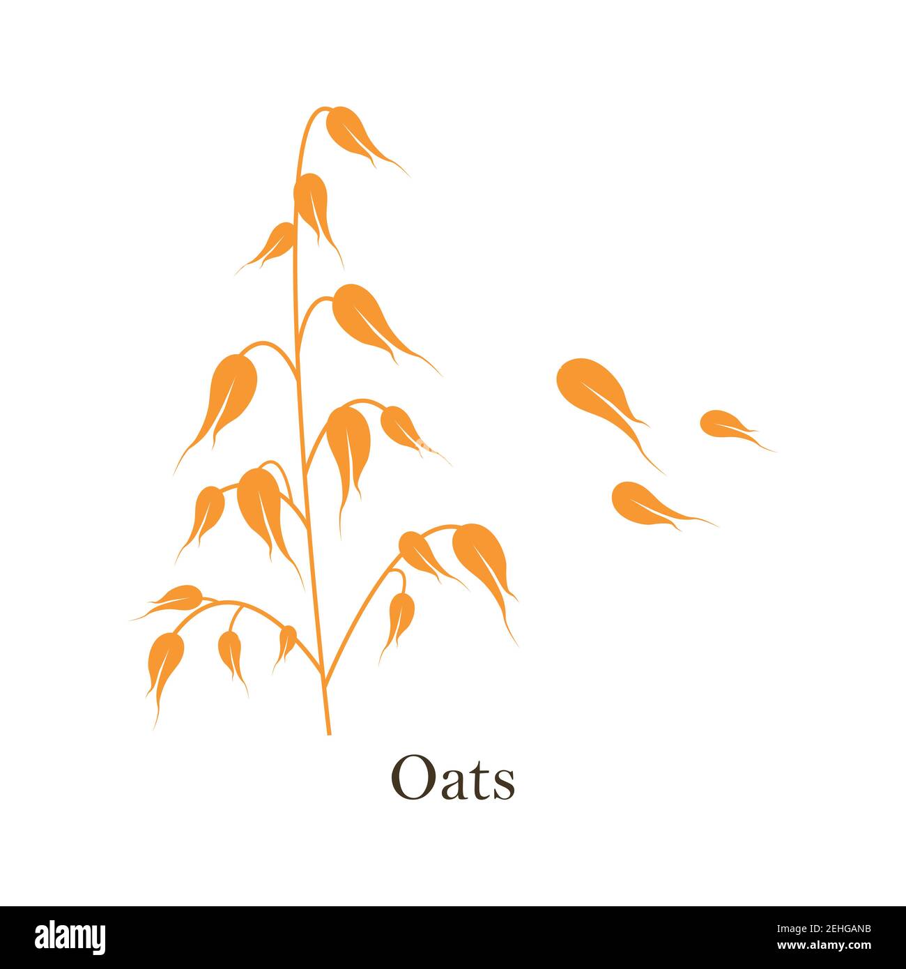Oats cereals grain. Vector illustration isolated on white background ...