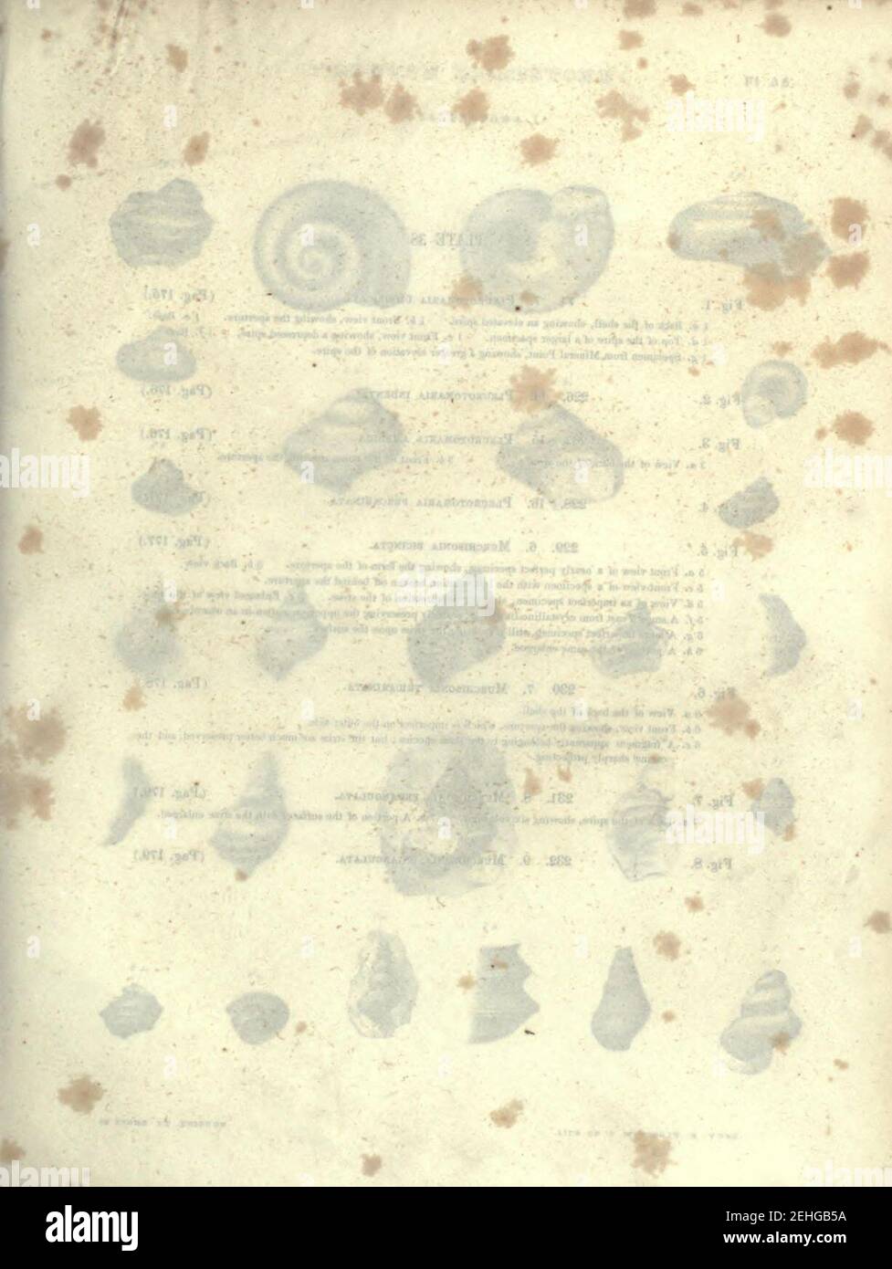 Palæontology of New-York Stock Photo - Alamy