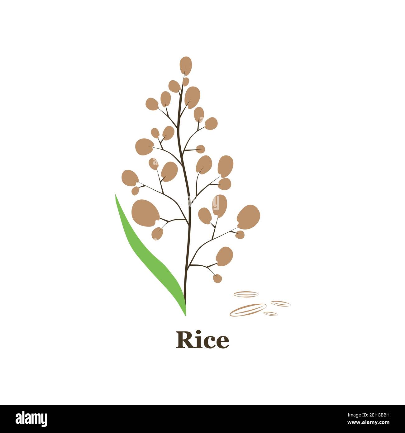 Hand drawn vector illustration of rice plant, grain. sketch. Vector eps ...
