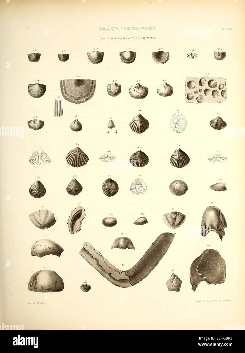 Palæontology of New-York Stock Photo - Alamy