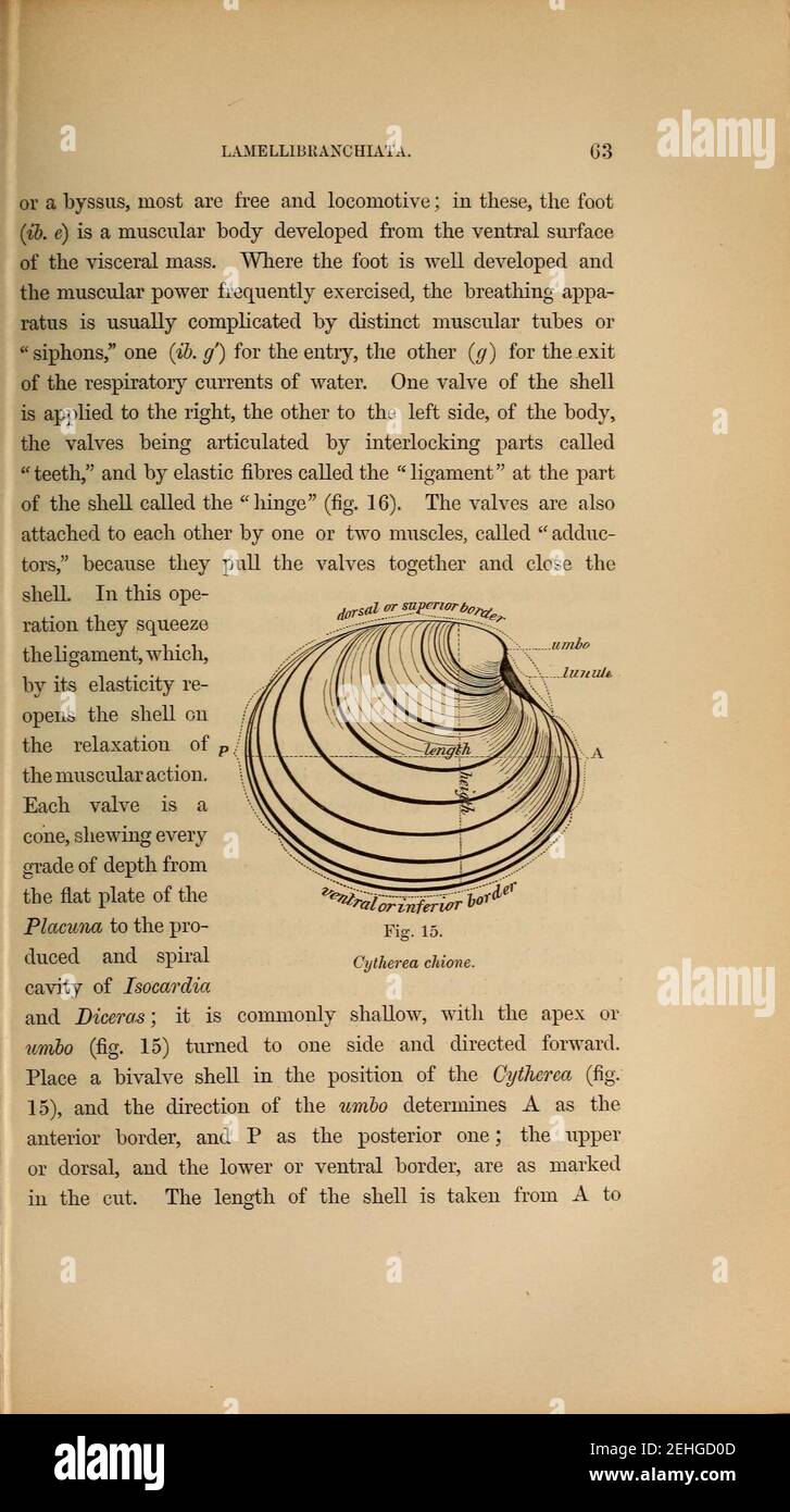 Palaeontology or A systematic summary of extinct animals and their ...