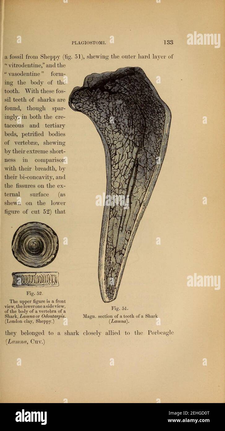 Palaeontology or A systematic summary of extinct animals and their ...