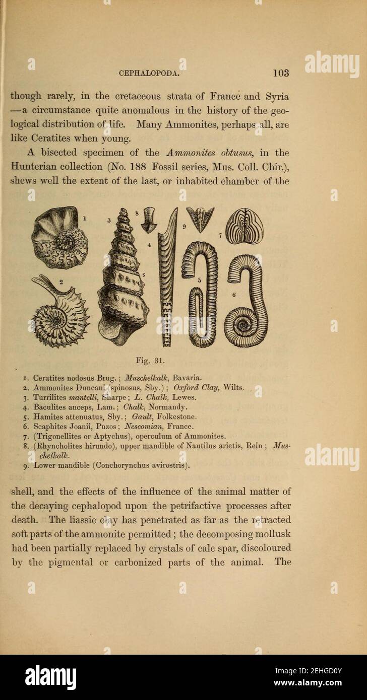Palaeontology or A systematic summary of extinct animals and their ...
