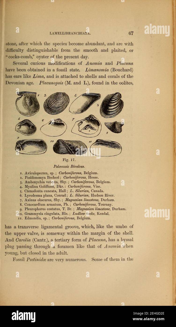 Palaeontology or A systematic summary of extinct animals and their ...