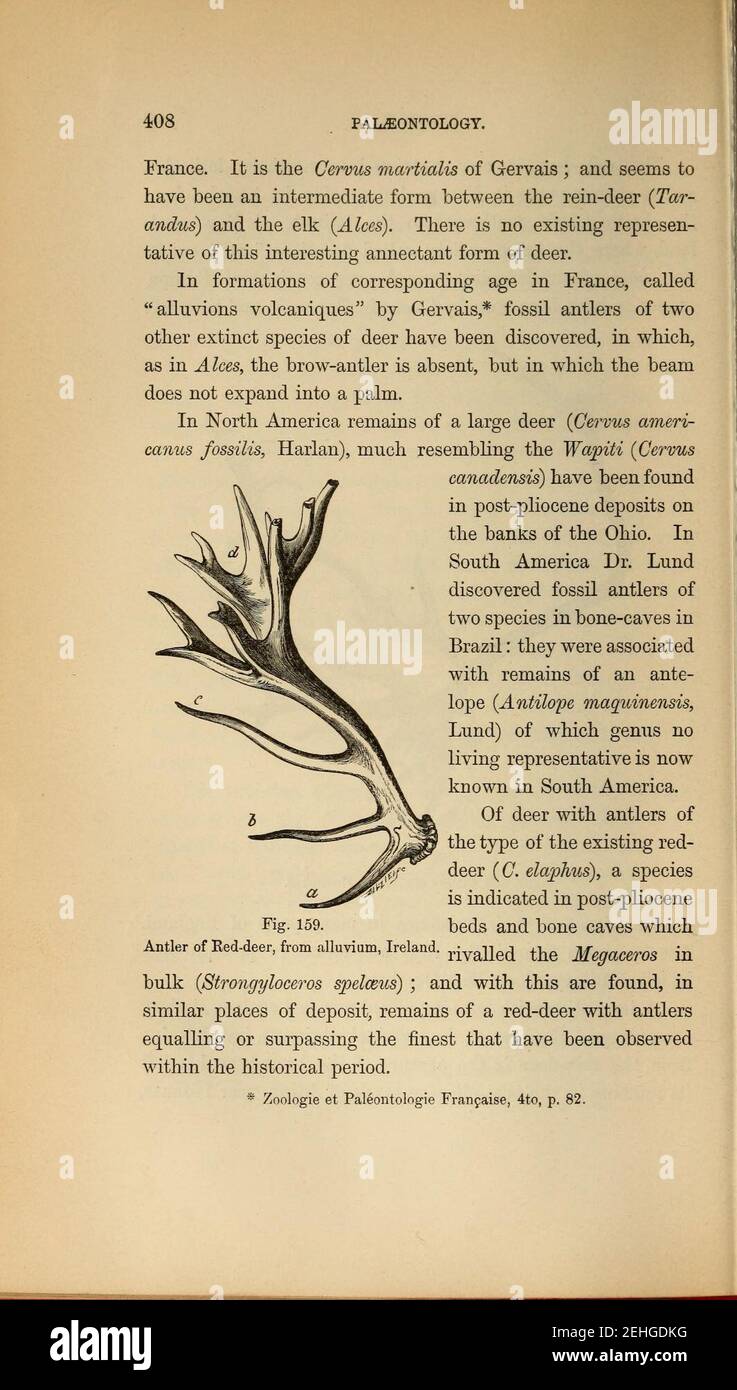 Palaeontology or A systematic summary of extinct animals and their ...