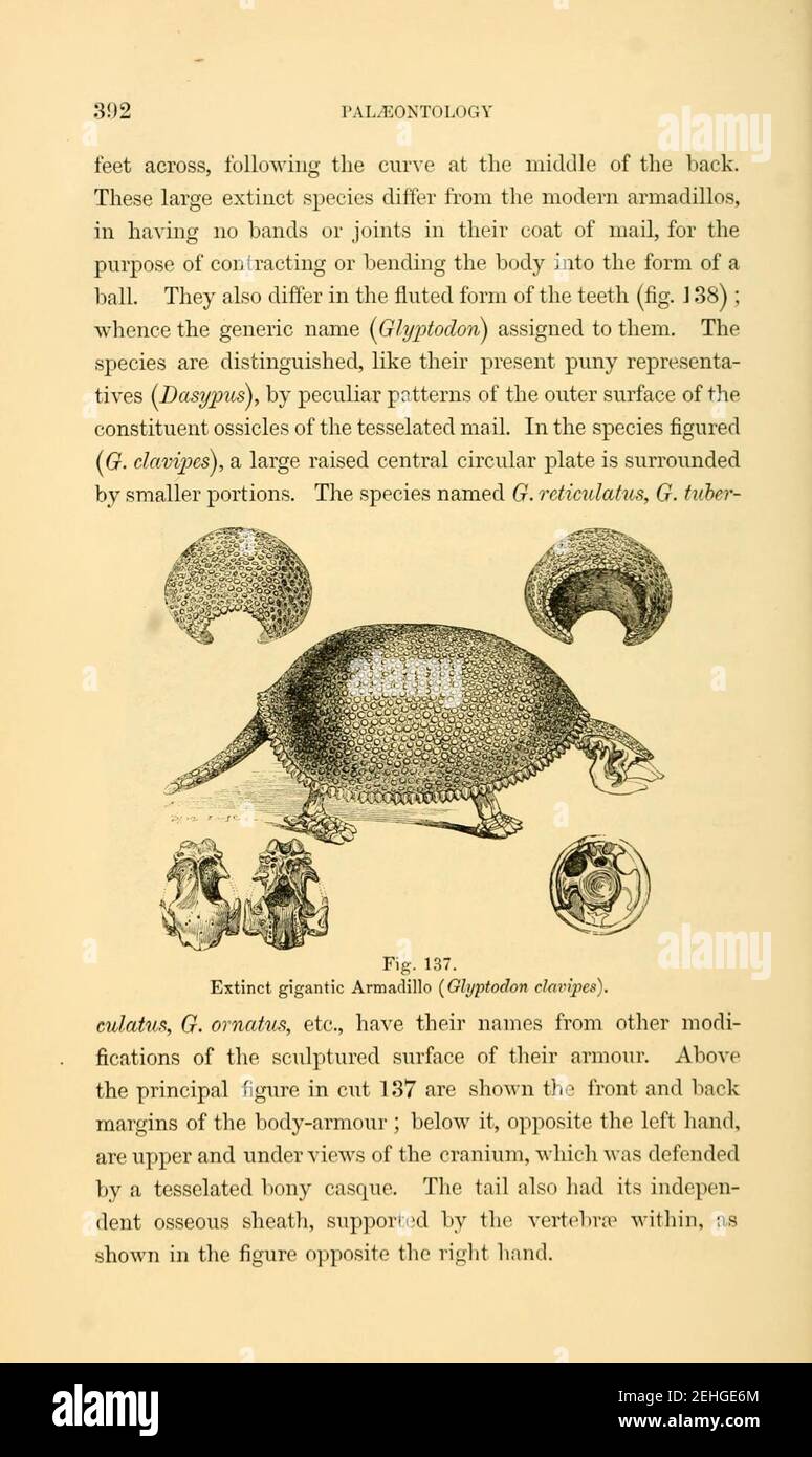 Palaeontology, or, A systematic summary of extinct animals and their ...