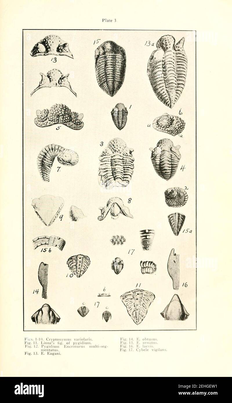 Palaeozoic hi-res stock photography and images - Alamy