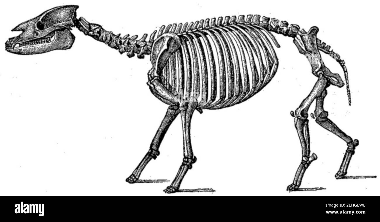 Palaeotherium magnum Cut Out Stock Images & Pictures - Alamy