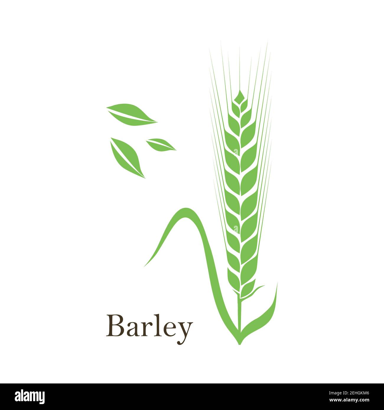 Barley Graphic