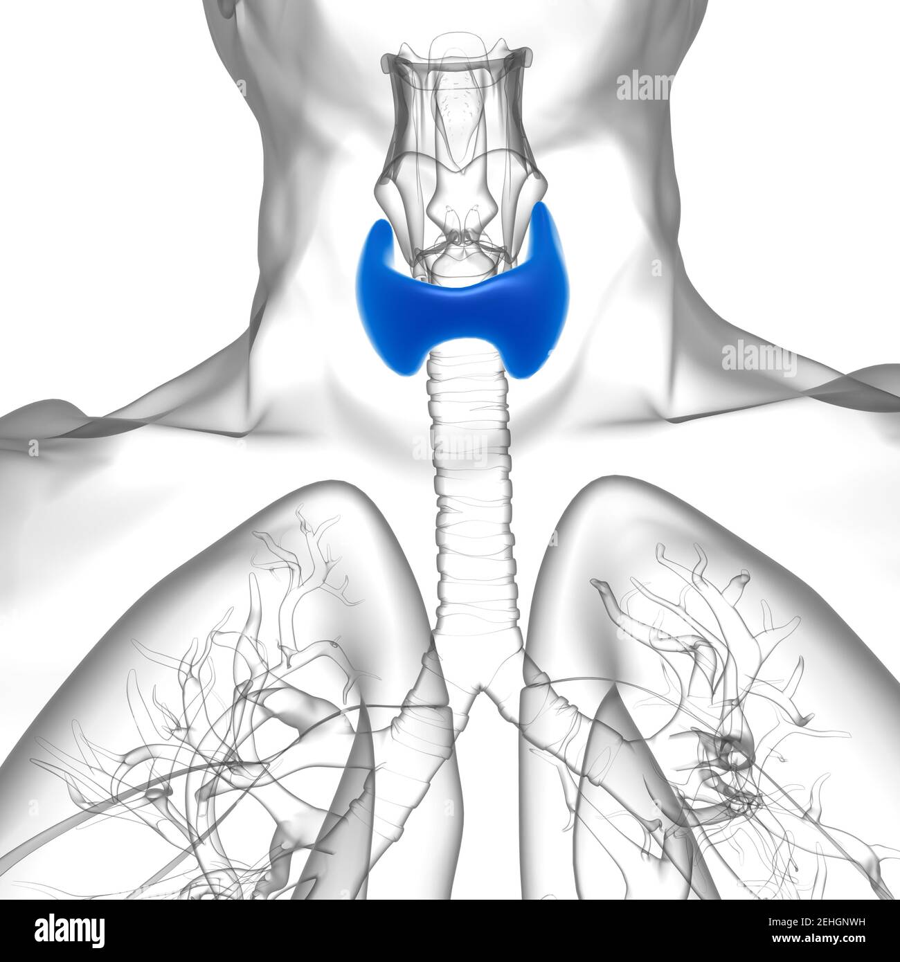 Thyroid Gland Anatomy For Medical Concept 3D Illustration Stock Photo ...