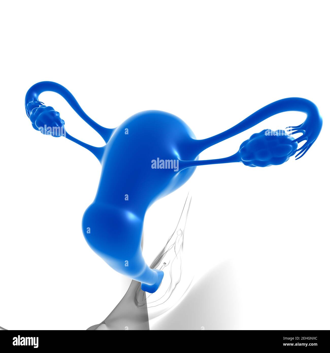 Female Reproductive System Anatomy For Medical Concept 3d Illustration