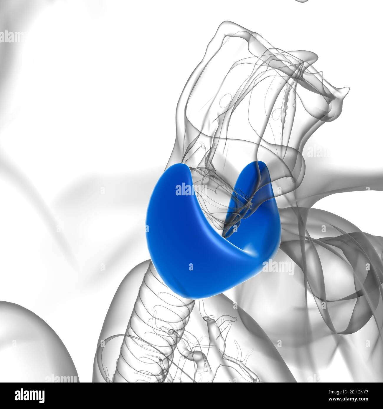 Thyroid Gland Anatomy For Medical Concept 3D Illustration Stock Photo ...