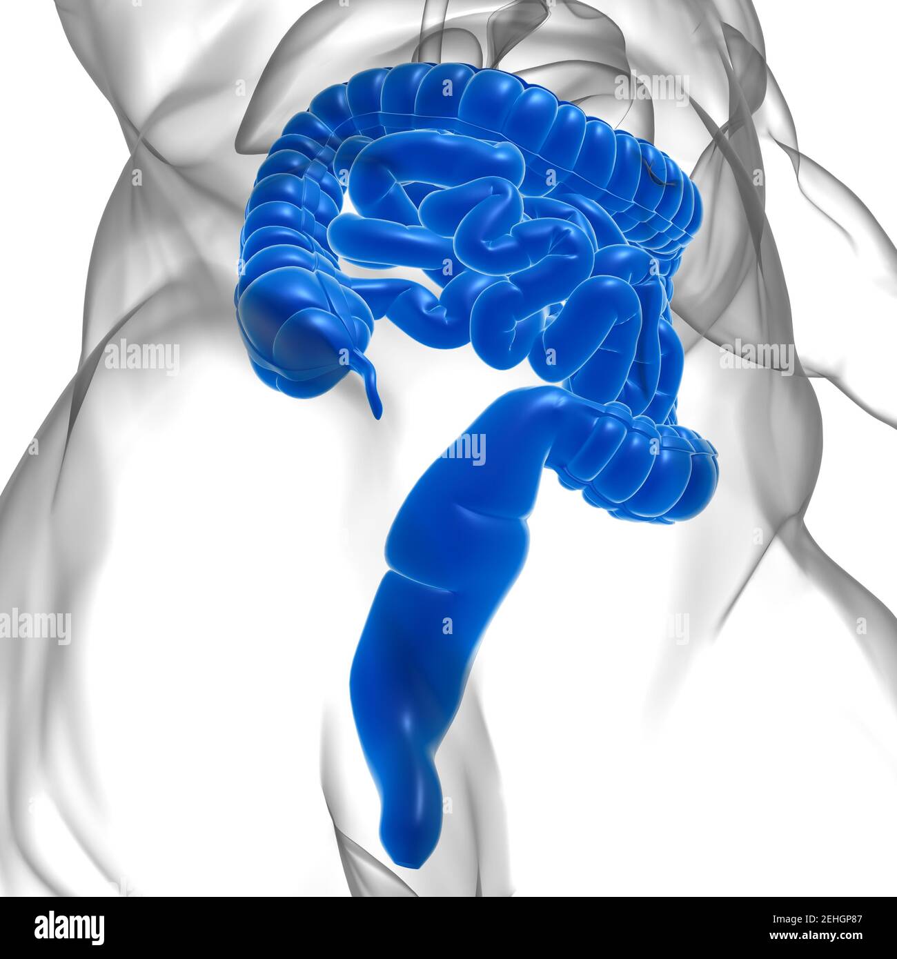 Small and Large Intestine 3D Illustration Human Digestive System ...