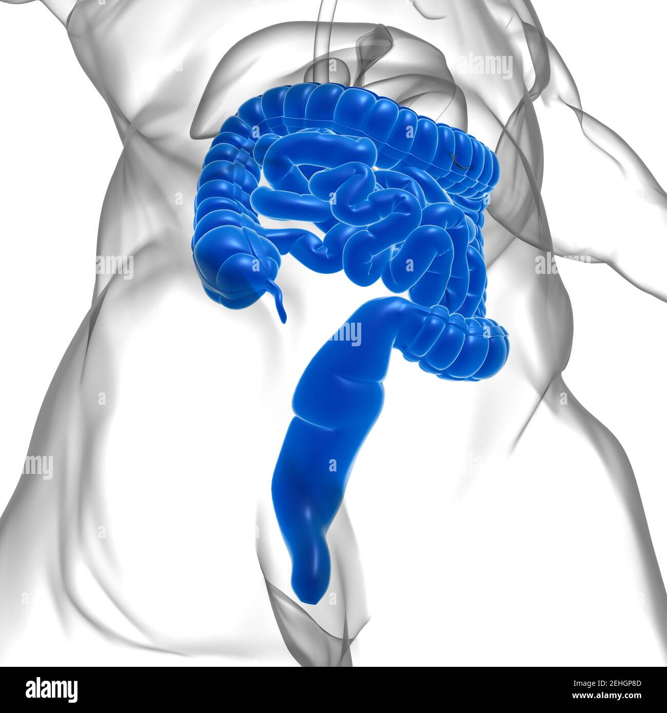 Small and Large Intestine 3D Illustration Human Digestive System ...