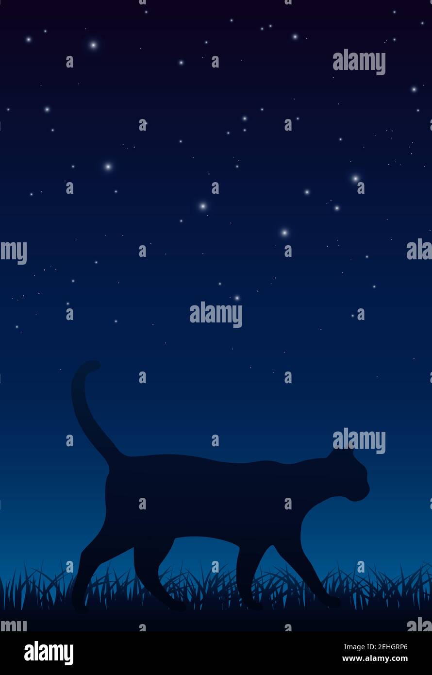 Cat Walking Peacefully During Starry Night Stock Vector Image & Art - Alamy