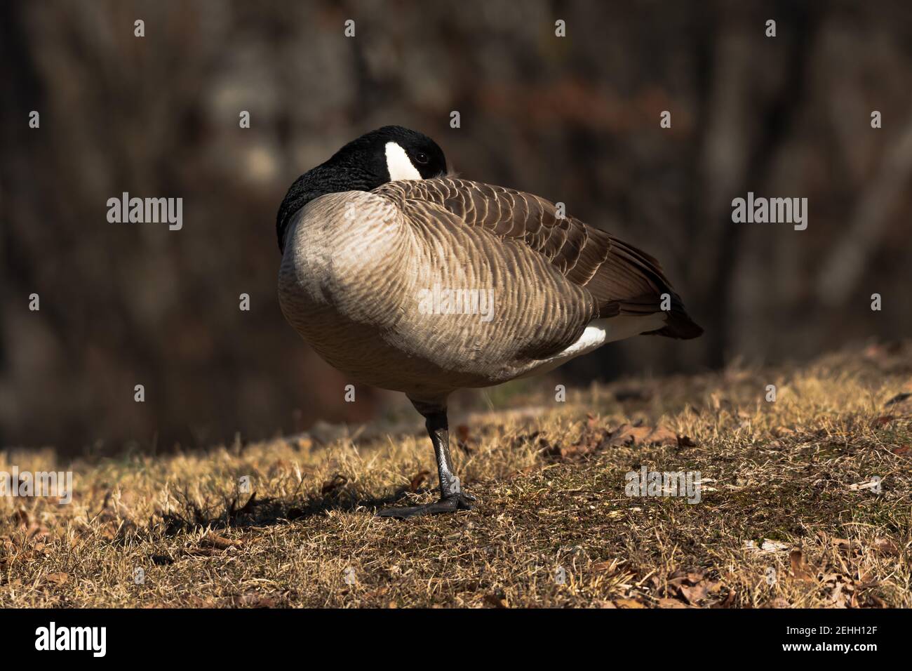 Sleeping goose hi-res stock photography and images - Alamy