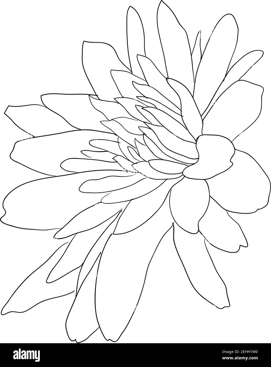 Beautiful sketch flower on white background Stock Vector Image & Art ...