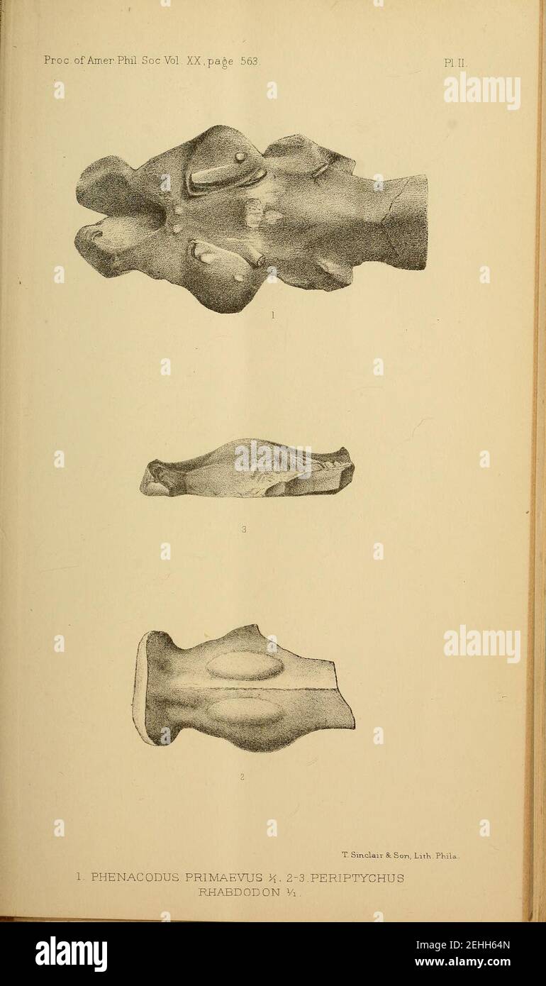 Paleontological reference hi-res stock photography and images - Alamy
