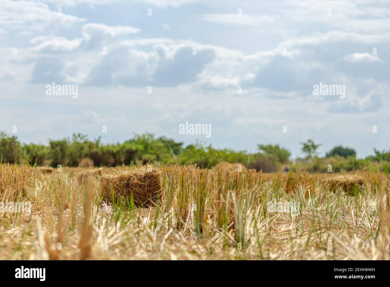 Rice straw hay in paddy field and beautiful mountain, sky nice cloud ...