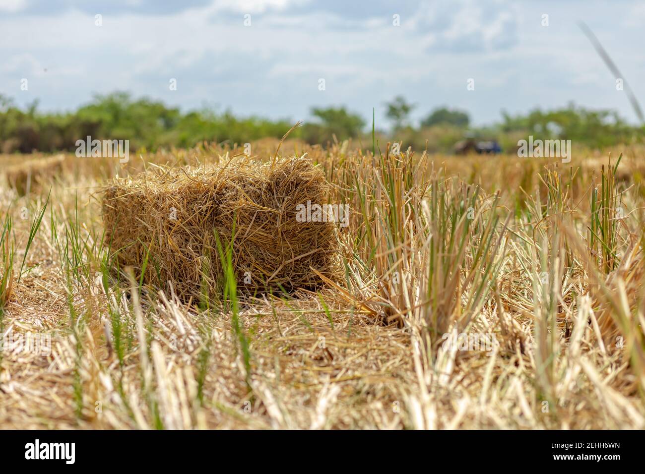 Rice straw hay in paddy field and beautiful mountain, sky nice cloud ...