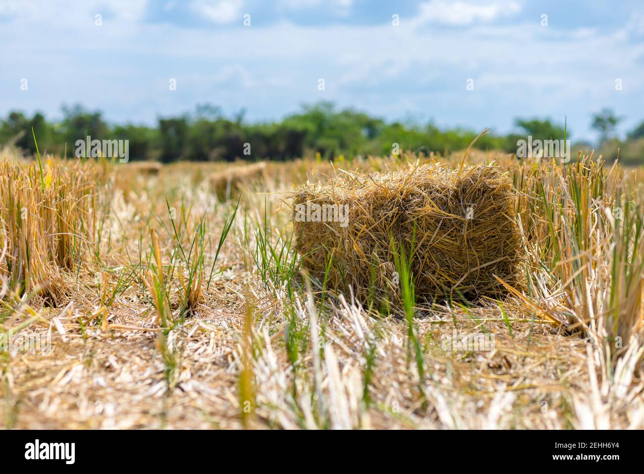 Rice straw hay in paddy field and beautiful mountain, sky nice cloud ...