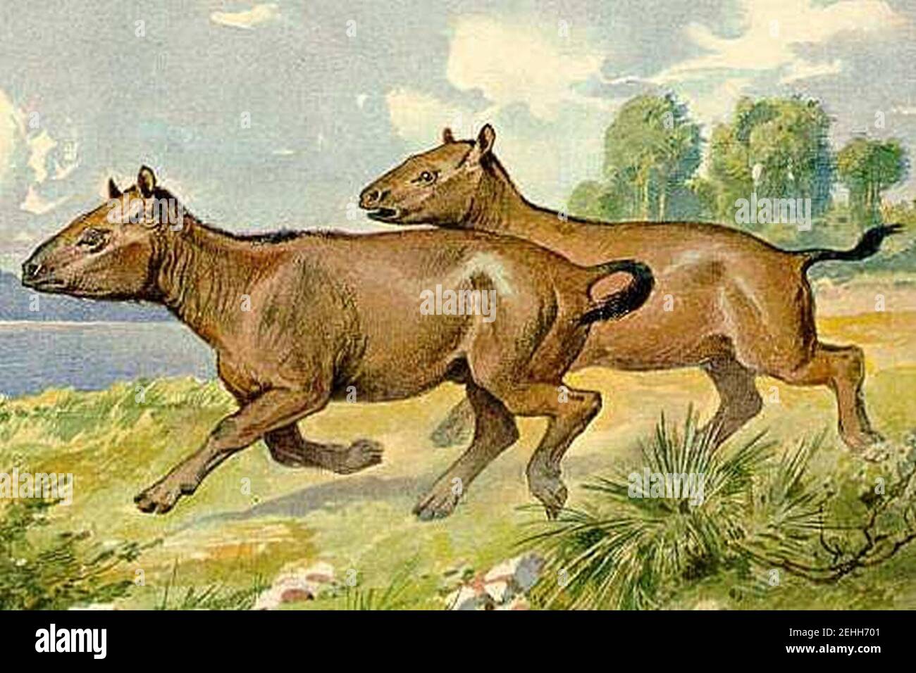 Paleotherium hi-res stock photography and images - Alamy