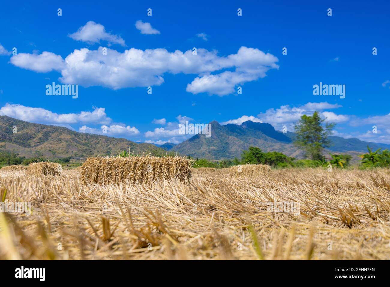 Rice straw hay in paddy field and beautiful mountain, sky nice cloud ...