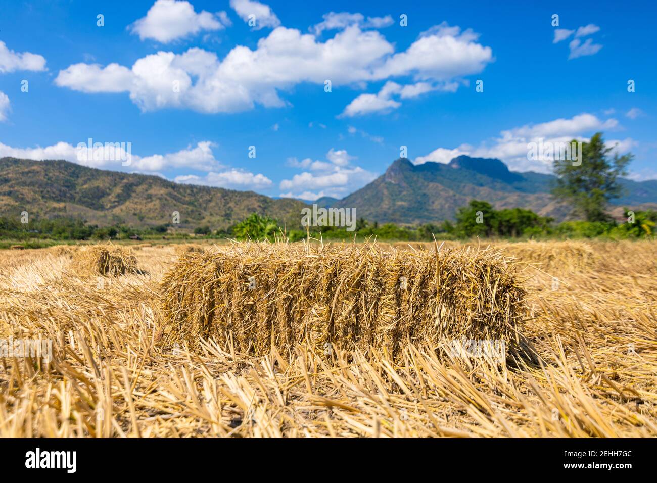 Rice straw hay in paddy field and beautiful mountain, sky nice cloud ...