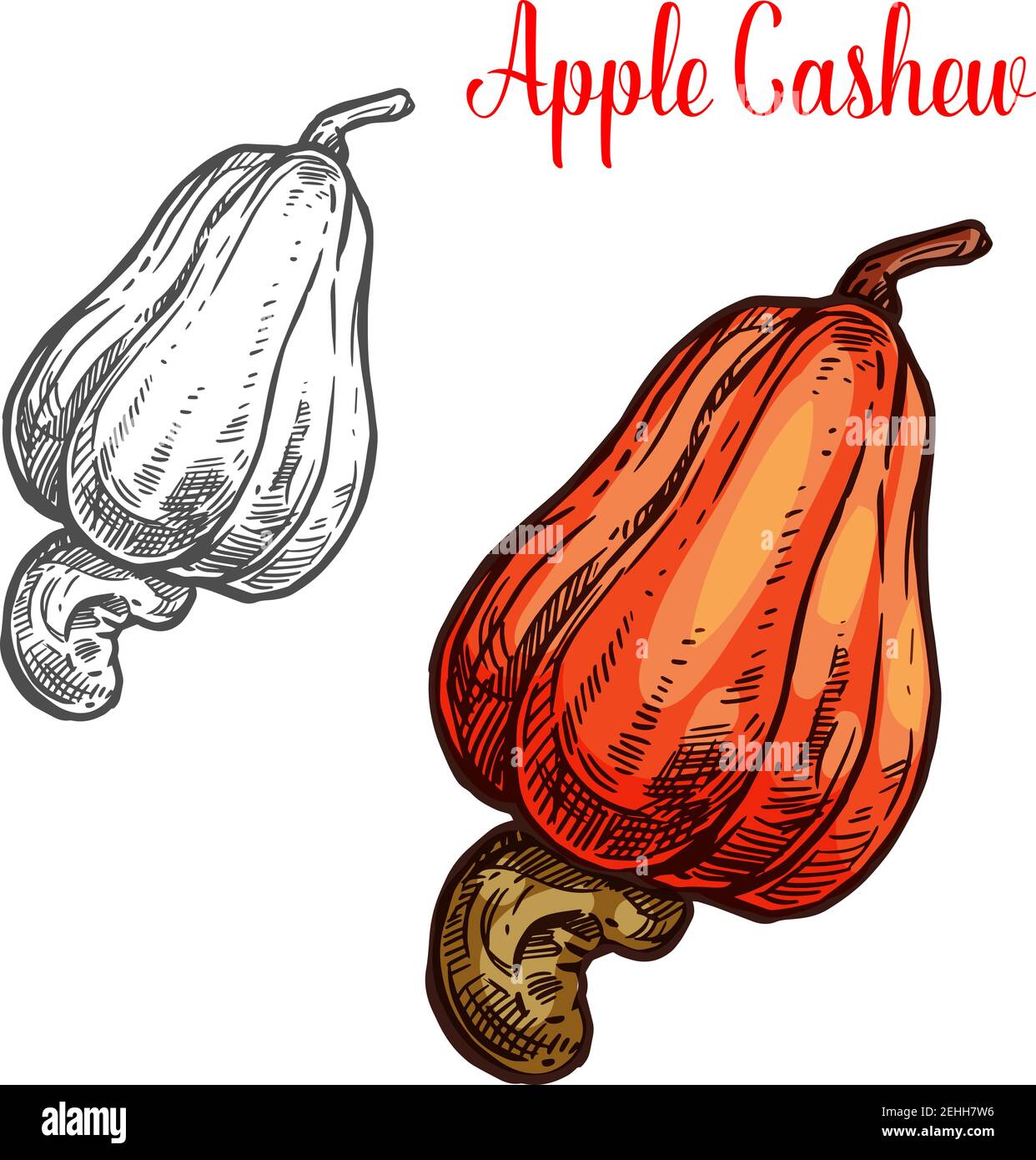 Cashew Fruit Drawing