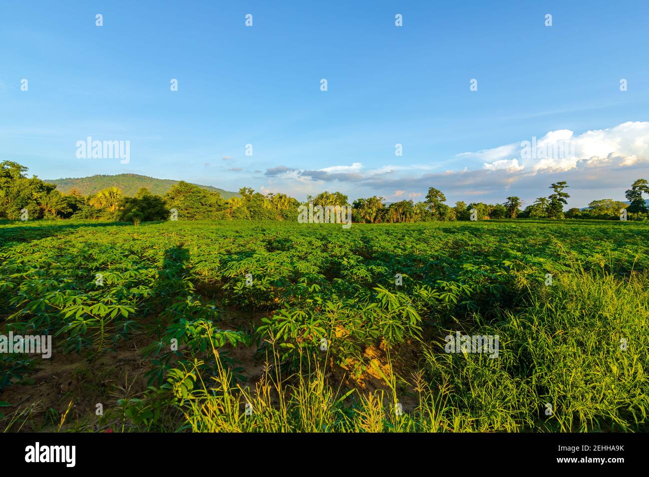 Tapioca farm, potato farm, tapioca plantation growth and mountain ...