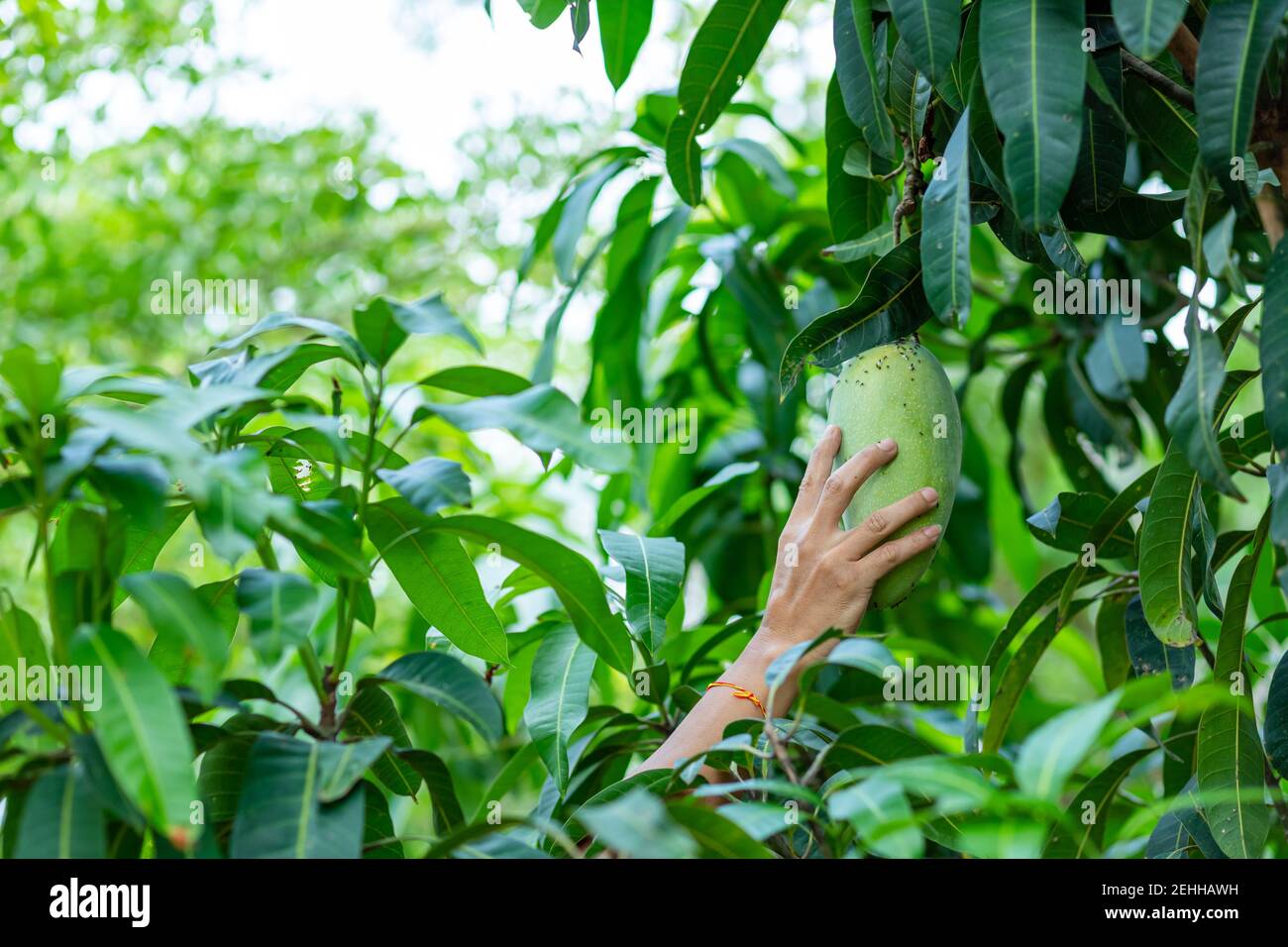 farmer hand picking mango from mango tree Stock Photo - Alamy