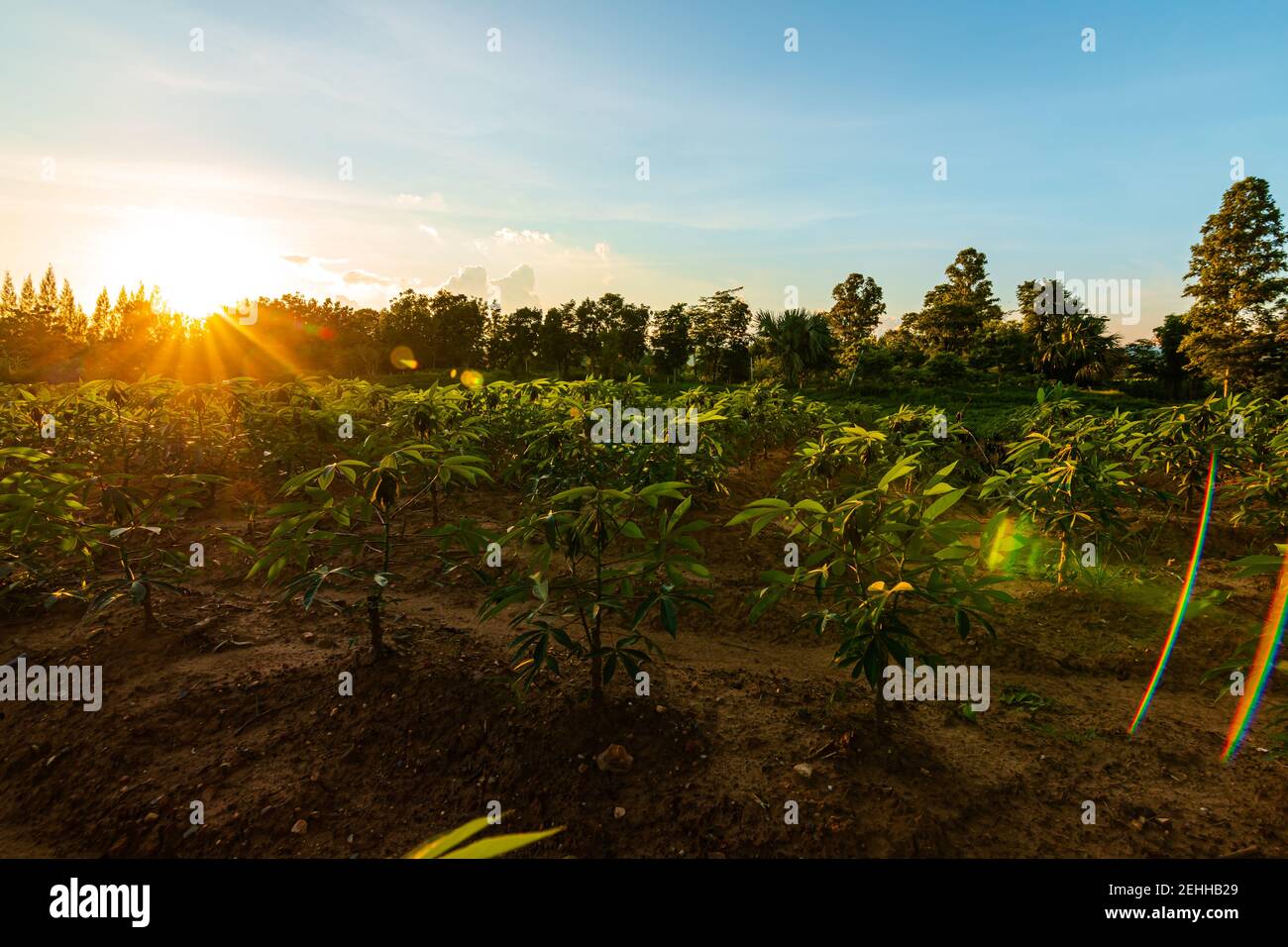 Tapioca farm, potato farm, tapioca plantation growth and mountain ...