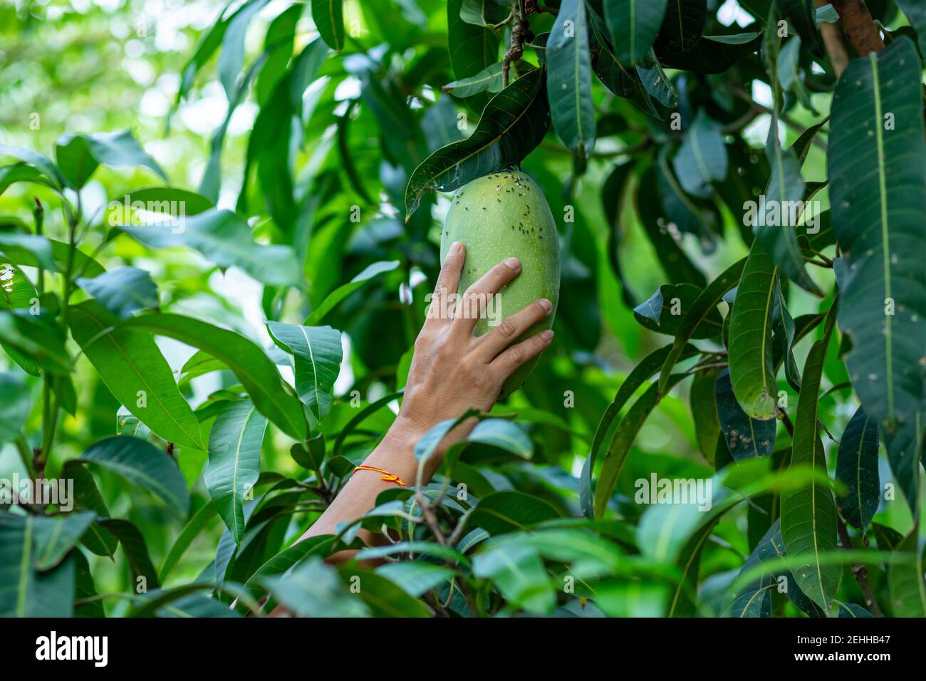 farmer hand picking mango from mango tree Stock Photo - Alamy